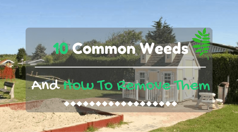 10 Common Weeds And How To Remove Them | My Greenery Life