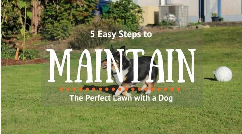 5 Easy Steps to Maintain the Perfect Lawn with a Dog | My Greenery Life