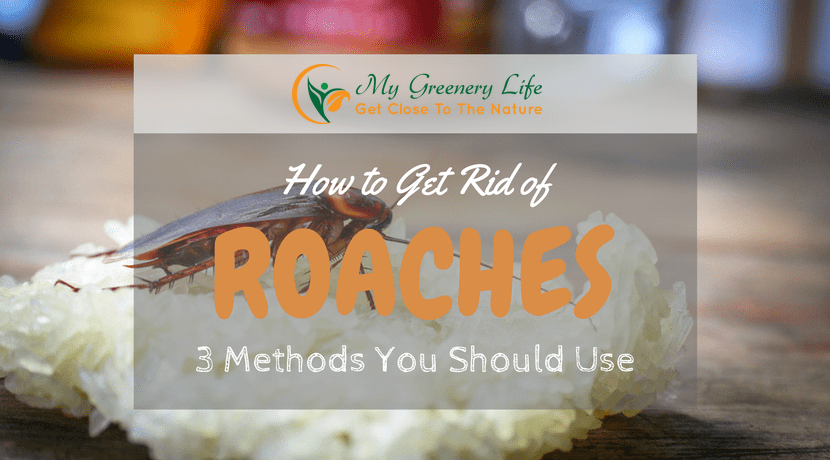 How to Get Rid of Roaches: 3 Simple Methods for You