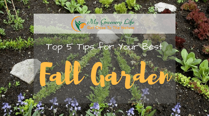 Top 5 Tips for Your Best Fall Garden | My Greenery Life