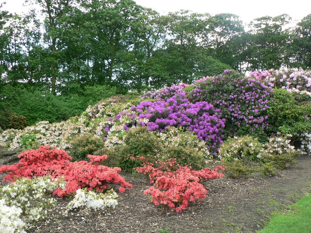 7 Trees that Flower for Great Color in Your Garden