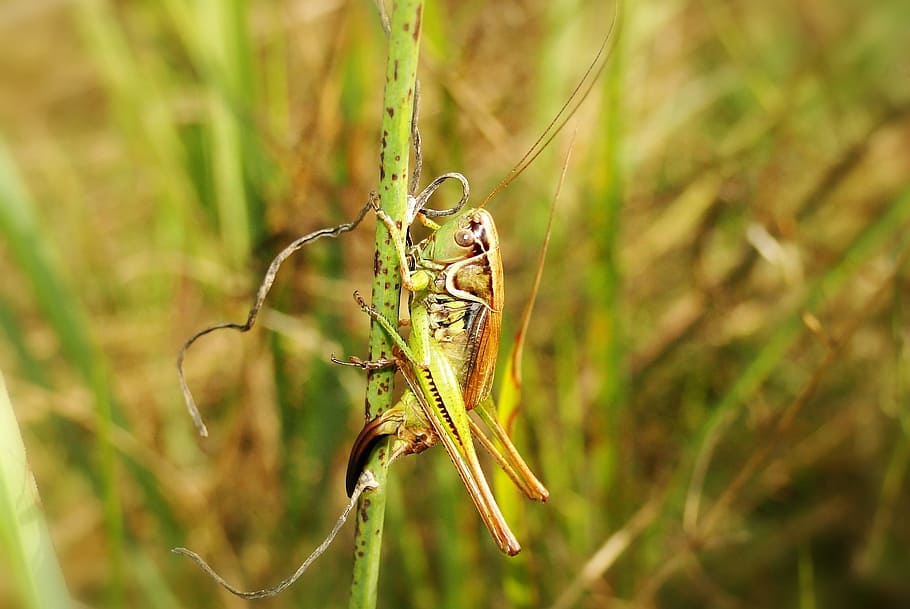 Pest Control Tips for Your Lawn | My Greenery Life